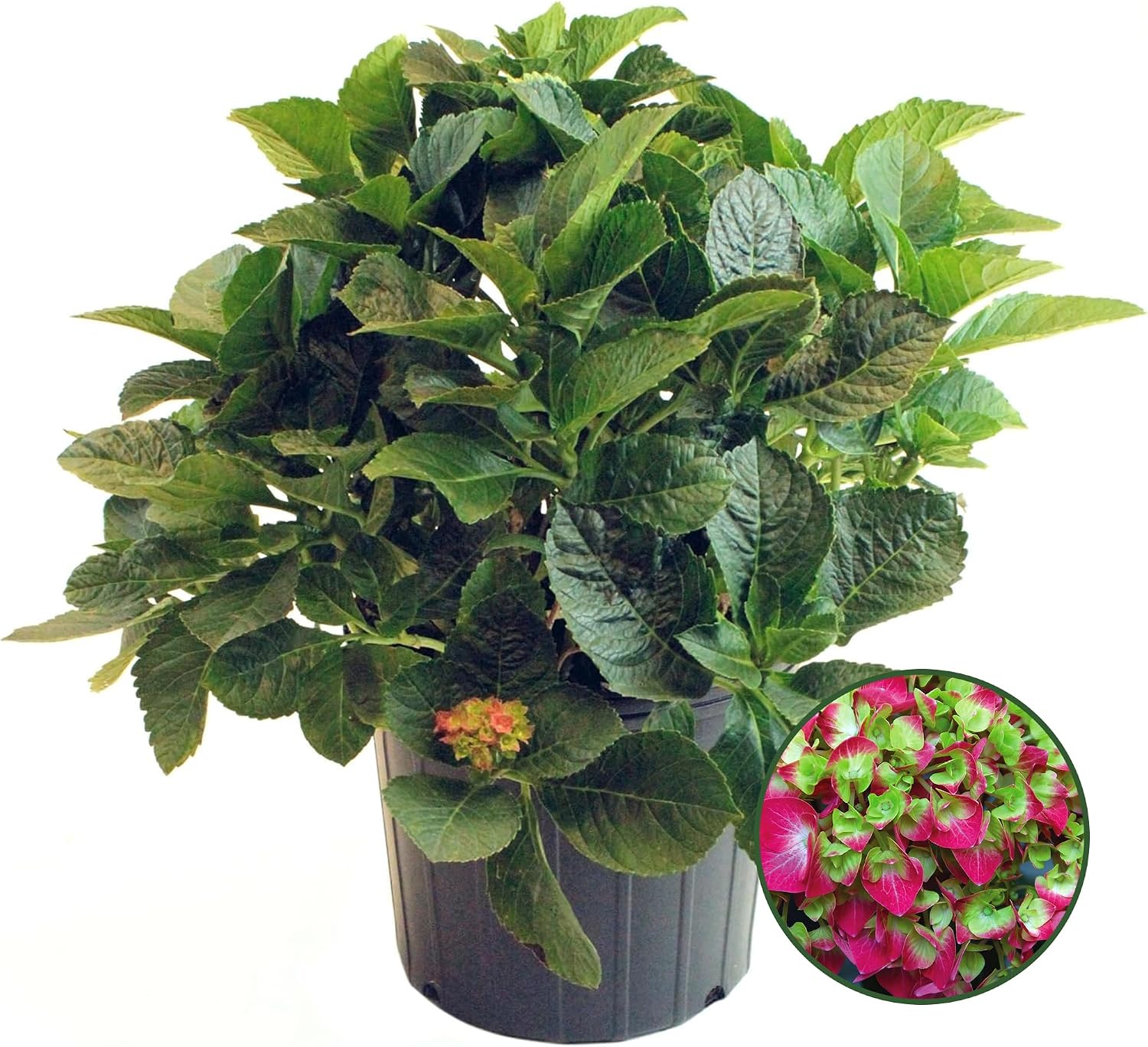 Amazon.com : Hydrangea Lime Lovebird Shrub - Spring & Summer Blooming ...
