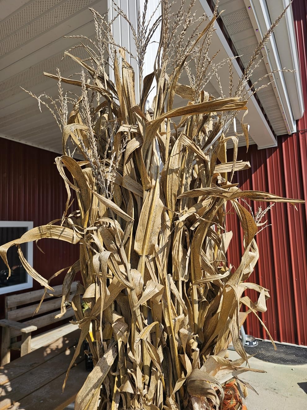 What Are Dried Corn Stalks Used For