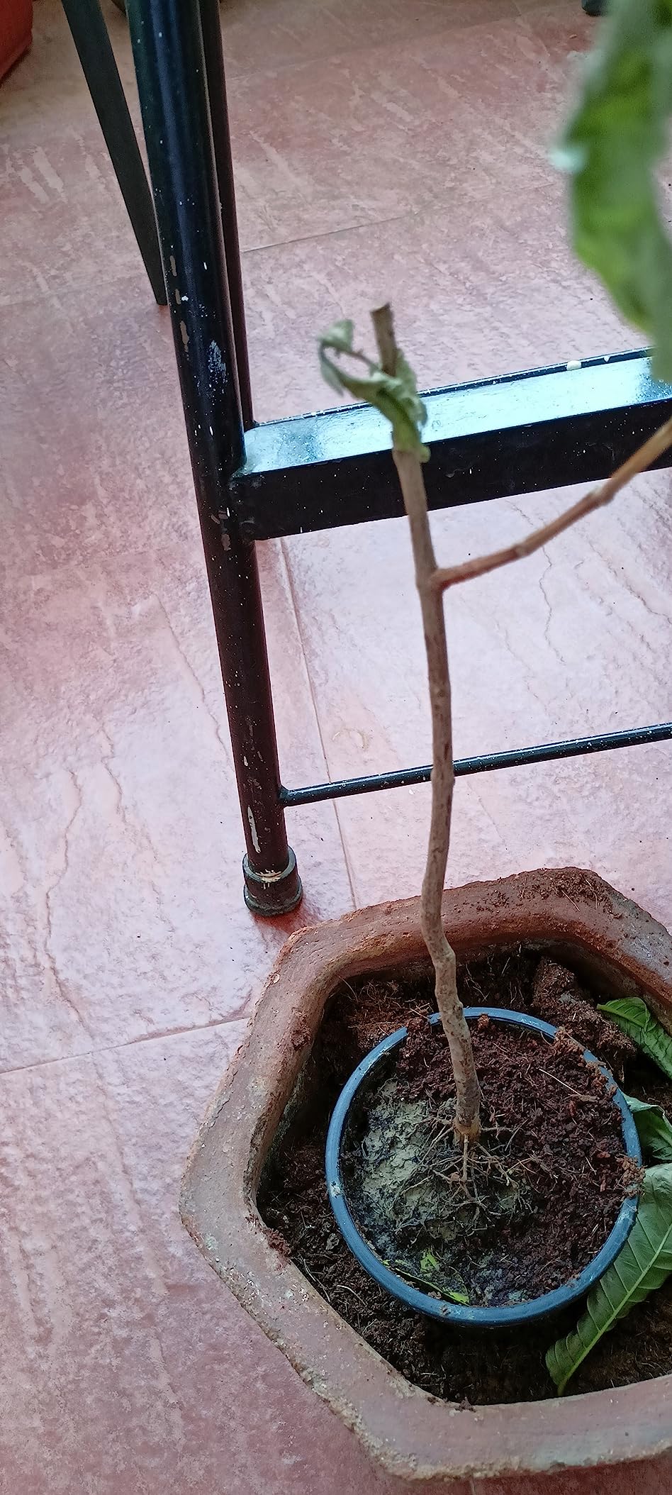 Lakshita Hybrid Seedless Sweet Jamrukh/Guava Amrud Natural Organic ...