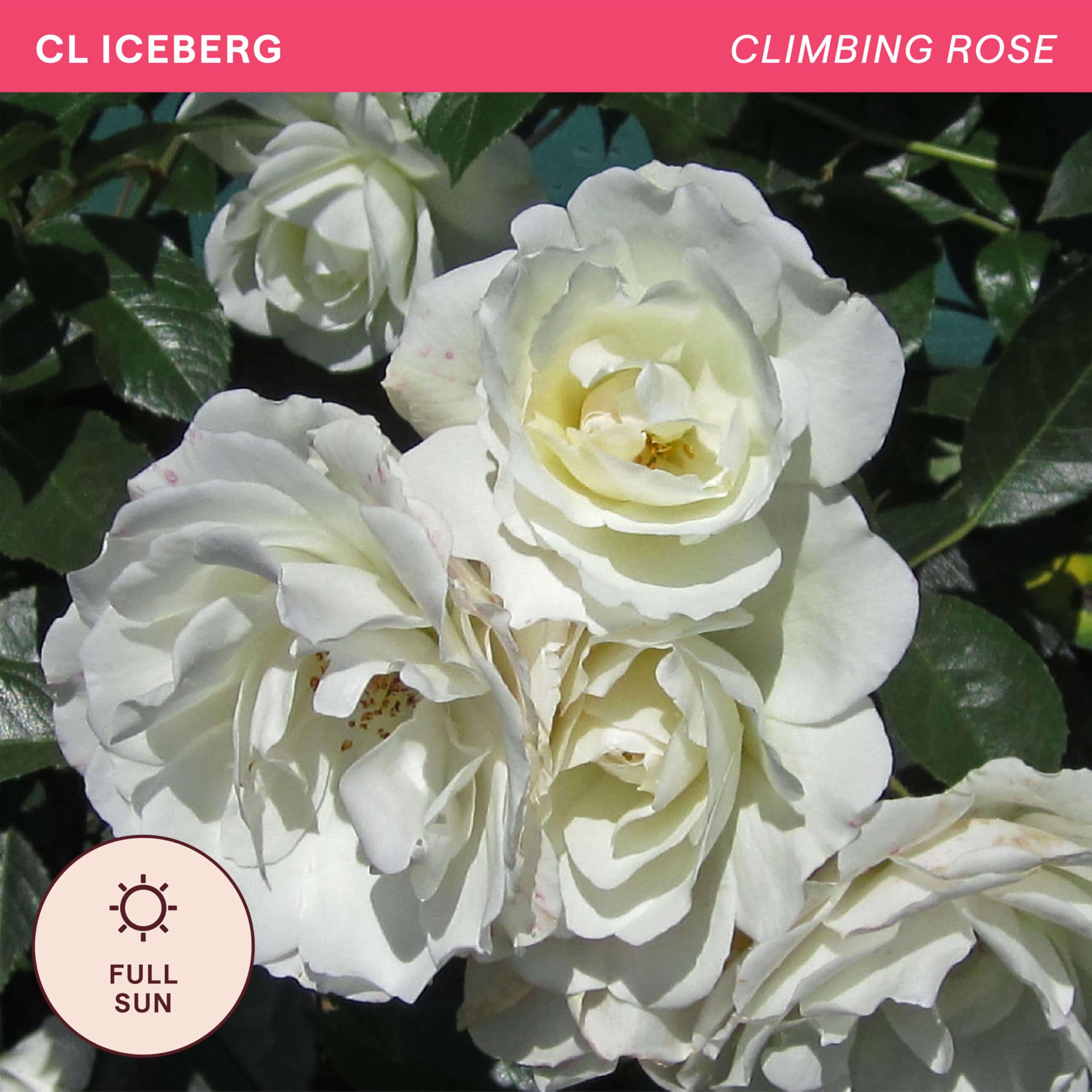 Iceberg Climbing Rose Bloom Time