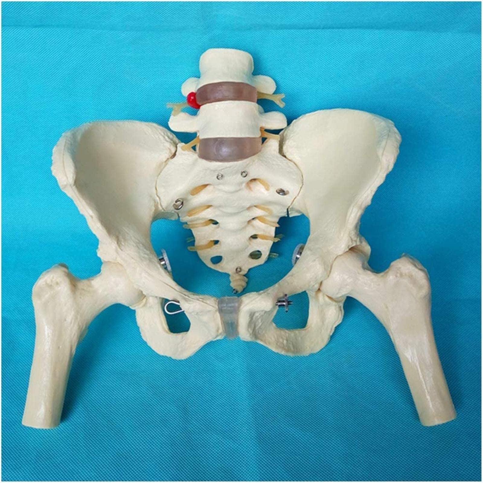 Buy Adult Pelvis Model, Anatomy Pelvis Model, Life Size Pelvis Model ...
