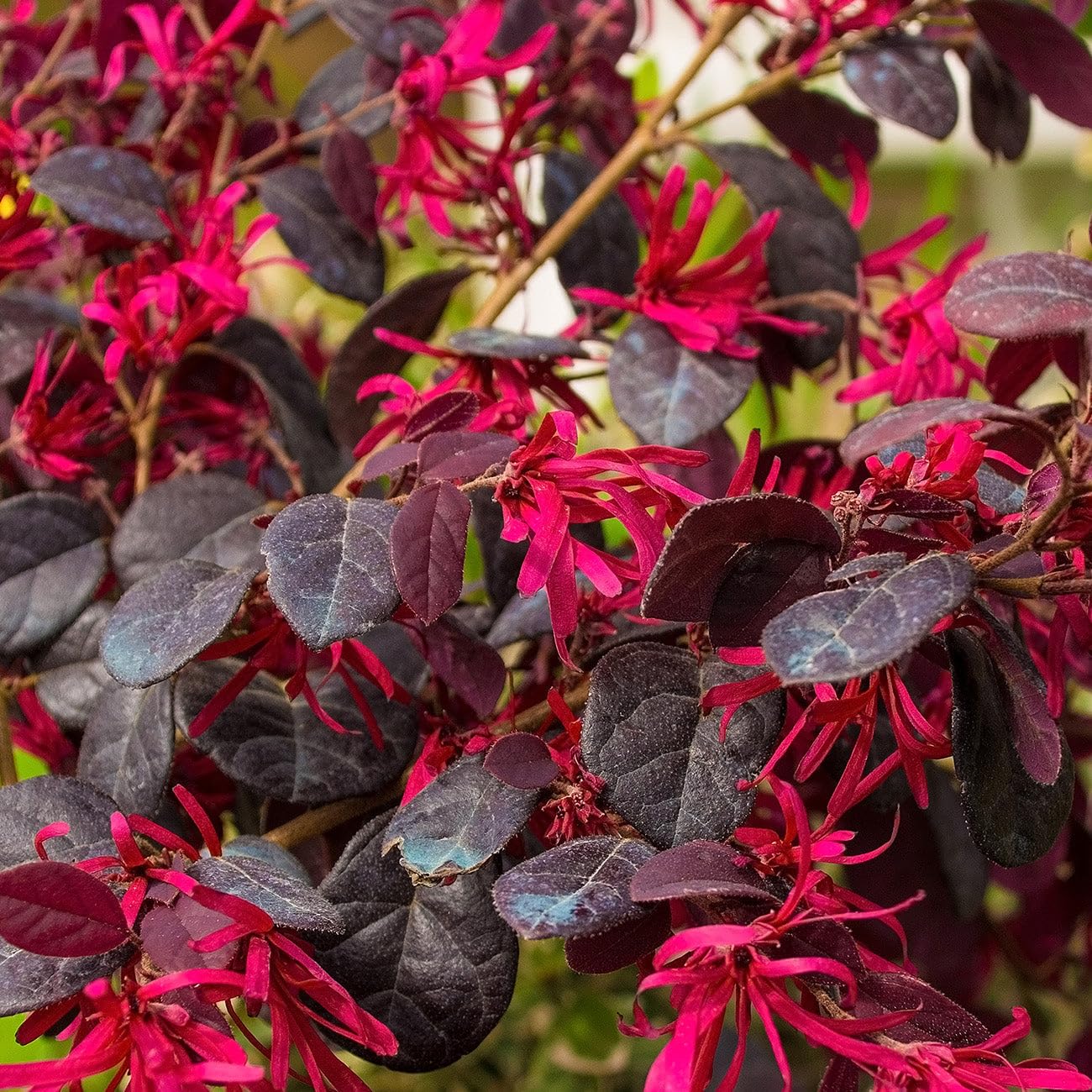 Loropetalum Fringe Flower Loropetalum Chinense, Chinese Fringe Flower