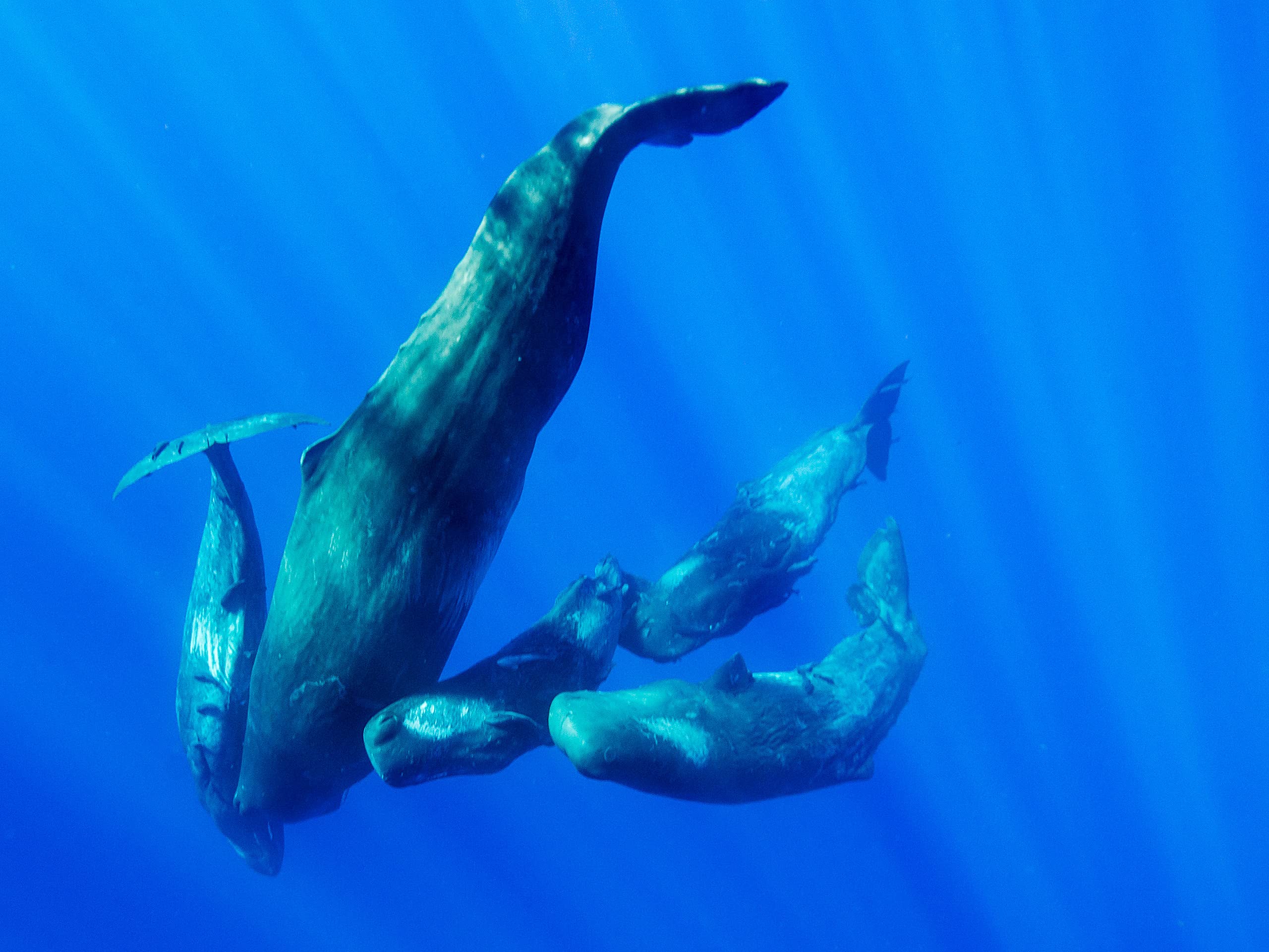 Watch Chasing Ocean Giants - Season 1 | Prime Video