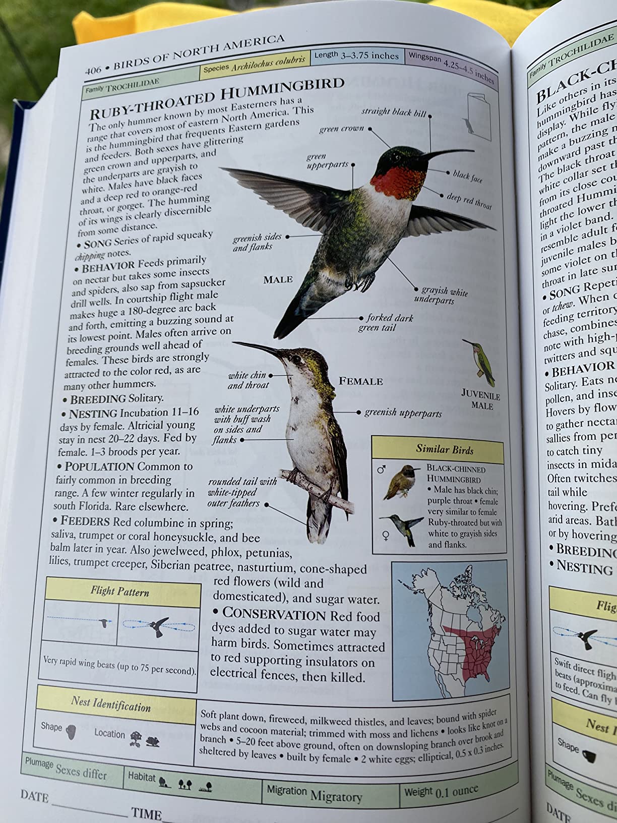 Smithsonian Handbooks: Birds of North America - Eastern Region ...