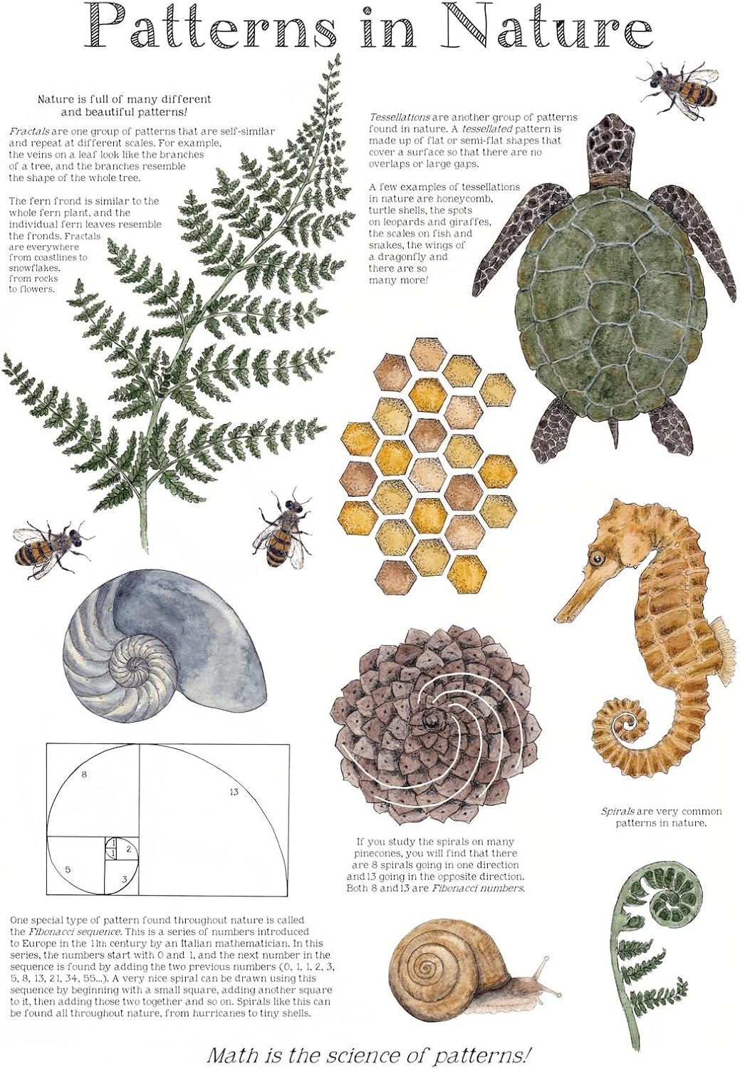 Amazon.com: Fractals And Tessellation Patterns In Nature Math School ...