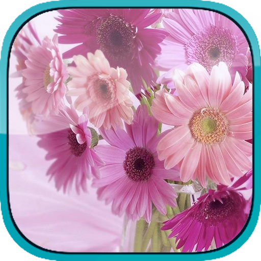 Bright gerbera HD Live Wallpaper - App on Amazon Appstore