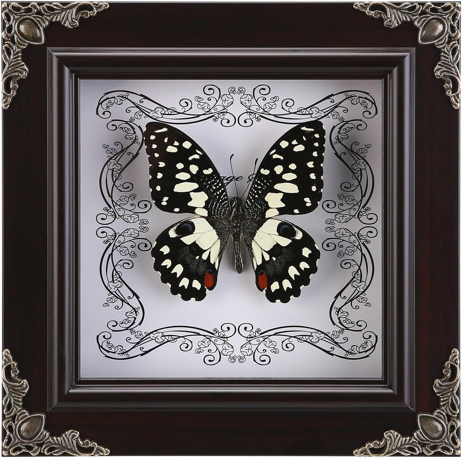 Amazon.com: Ahsapauk Real Framed Butterfly Taxidermy Butterfly ...