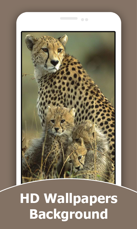 Wild Animals Cub HD Wallpapers - App on Amazon Appstore