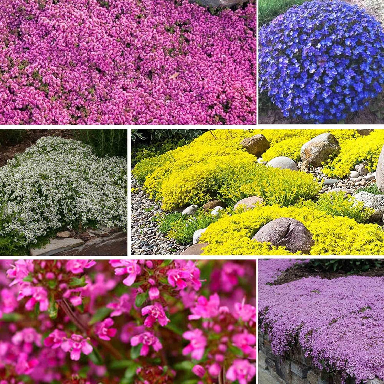 Amazon.com : 2000+ Multi-Colored Creeping Thyme Seeds for Planting ...
