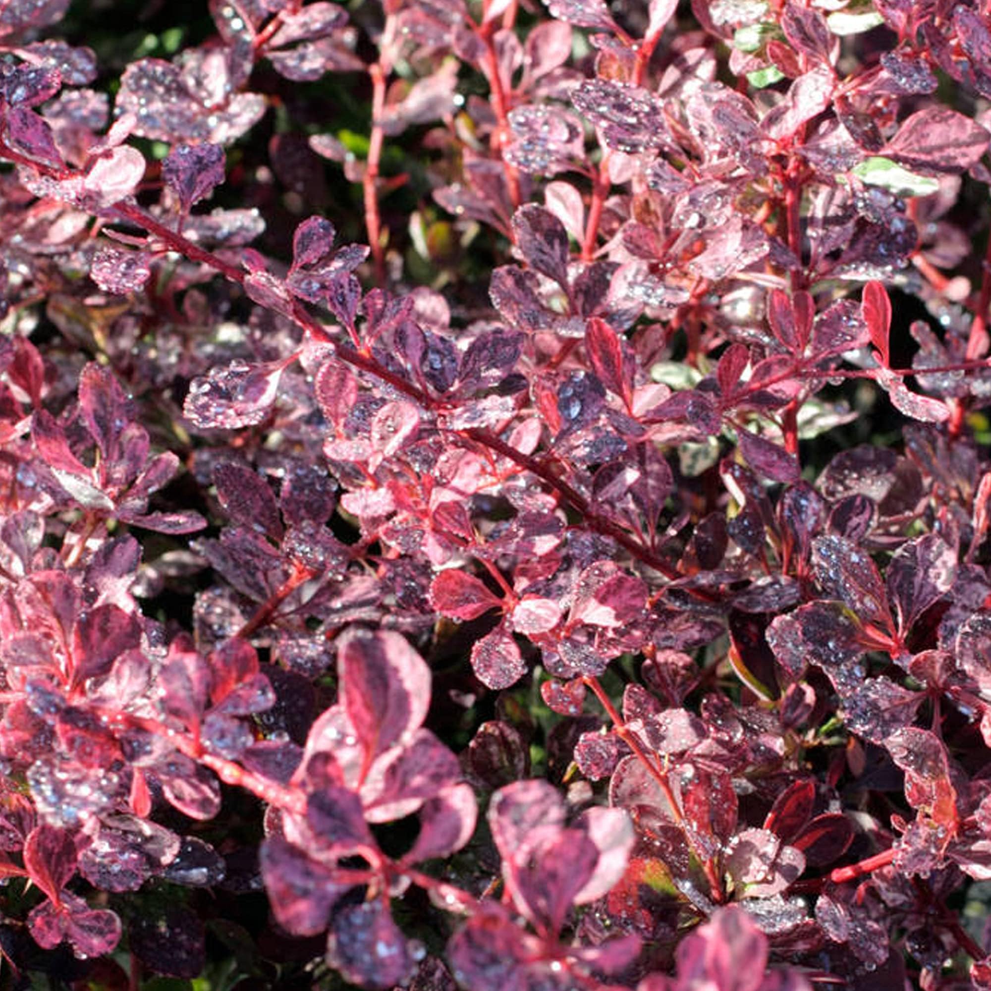Plant Theory Atropurpurea Helmond Pillar Barberry Berberis Thunbergii Shrub Plant 2L Pot ...