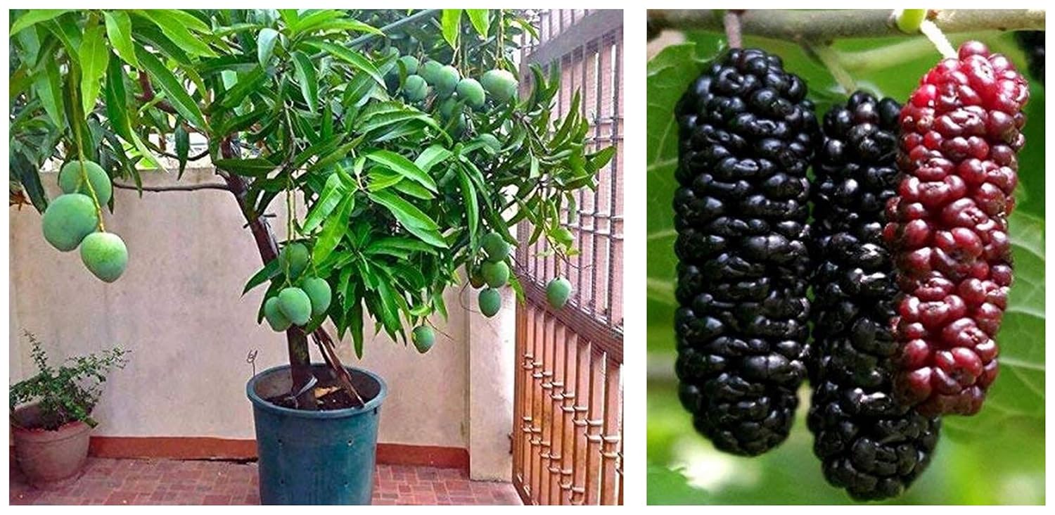 Creative Farmer Live Plant Garden Rare Mango Fruit 1 Grafted - Variety ...