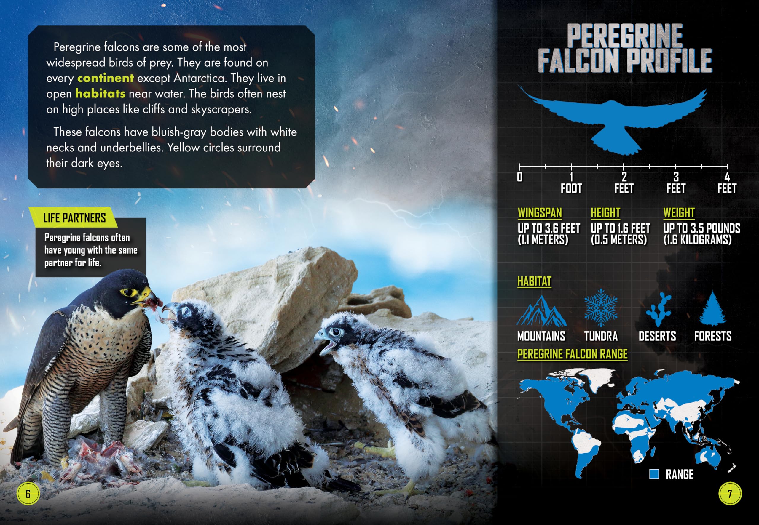 Peregrine Falcon vs. Red-tailed Hawk - Animals Battles, High Interest ...