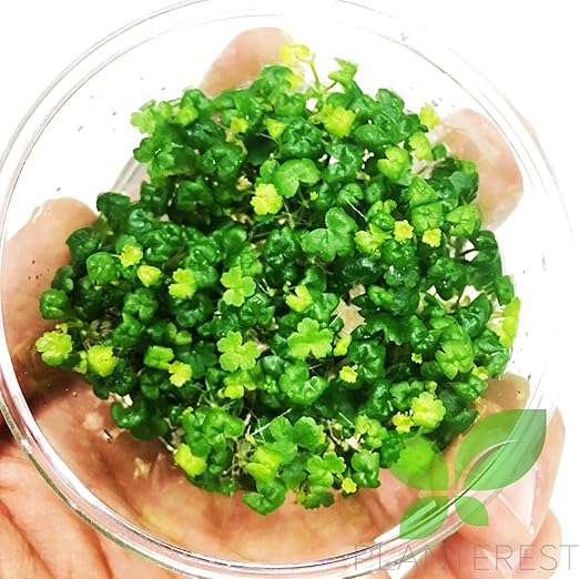 Amazon.com: PLANTEREST - Dwarf Pennywort Nutri Cup Hydrocotyle ...