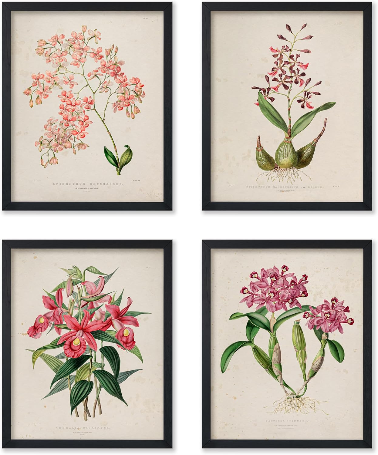 Amazon.com: Poster Master 4-Piece Vintage Orchid Poster - Retro ...