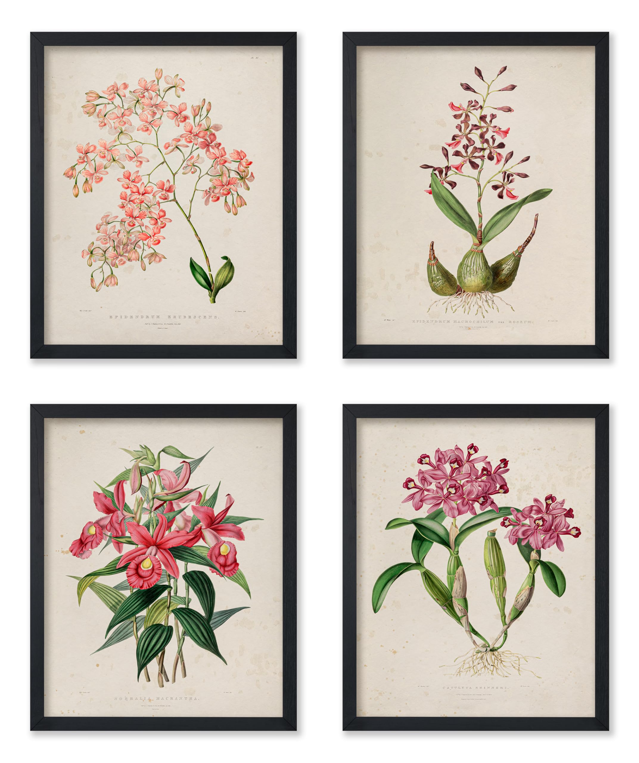 Arte Floral Vintage Canvas And Paper Vintage Floral Art Print For Sale