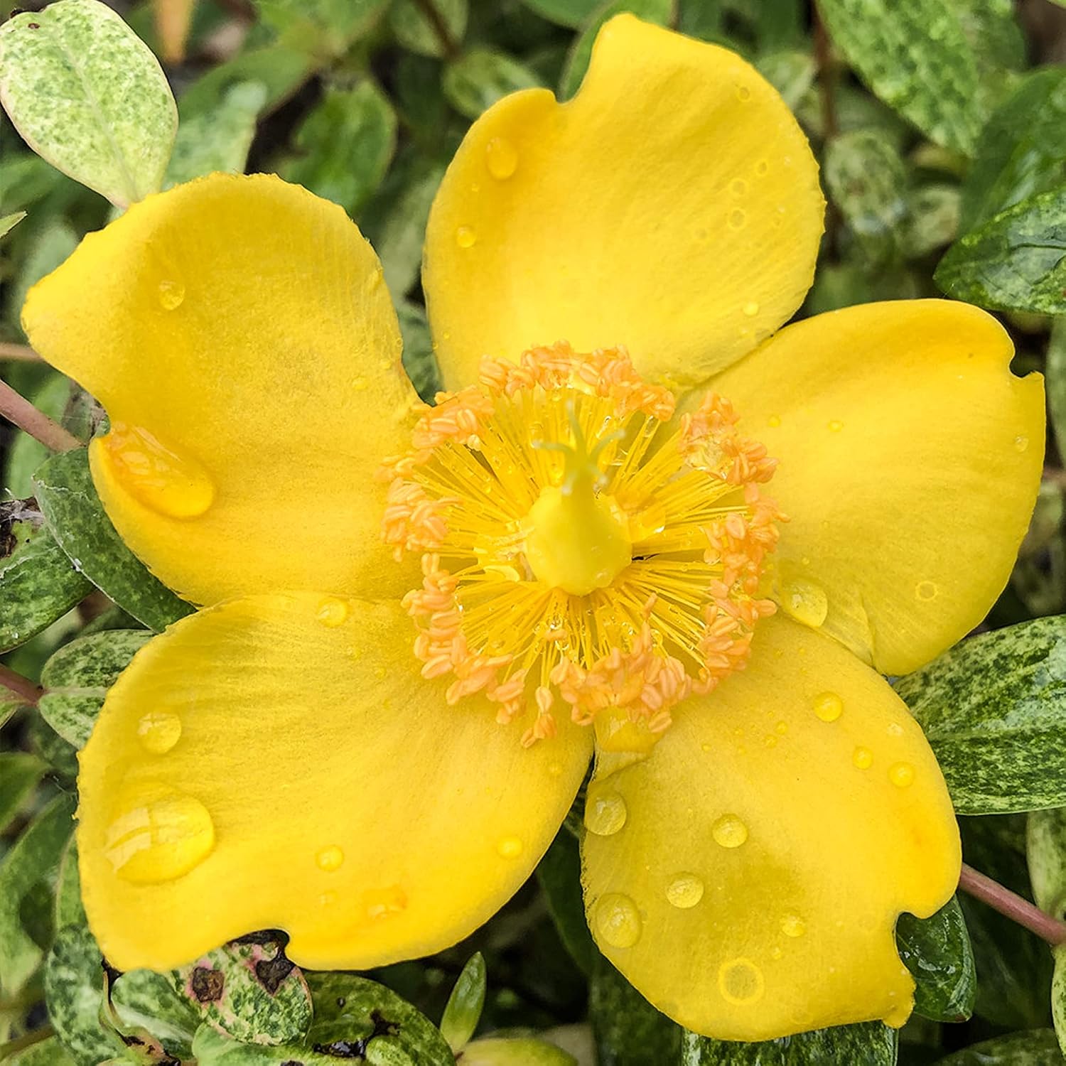 Hympericum Radiance St Johns Wort Semi Evergreen Perennial Garden Plant ...