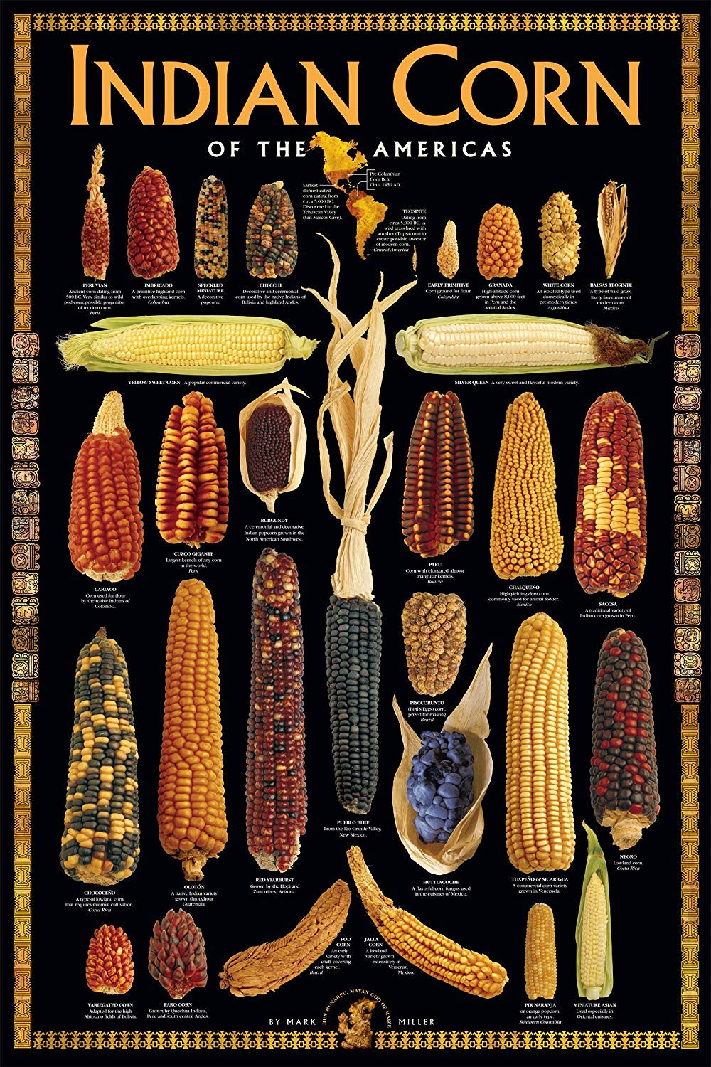 Indian Corn Drawing Contemporary Native American Ledger Drawing Of