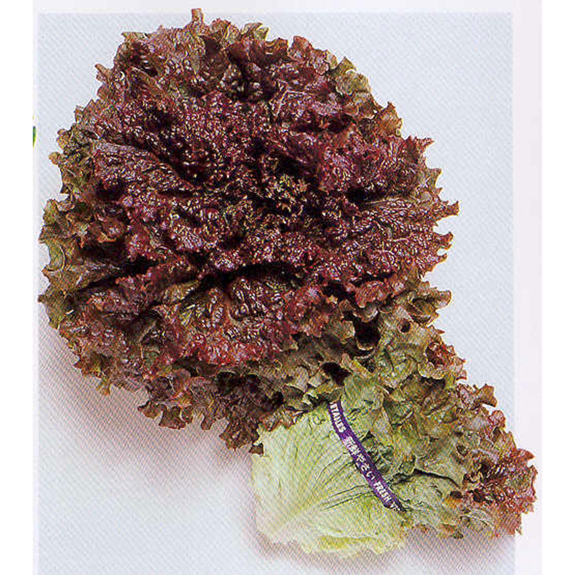 Tipos De Hojas De Lechuga Tipos Y Variedades De Lechuga La Española