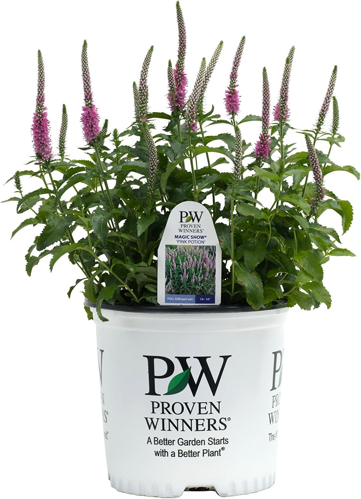 Amazon.com : Magic Show Pink Potion Spike Speedwell (Veronica) Live ...