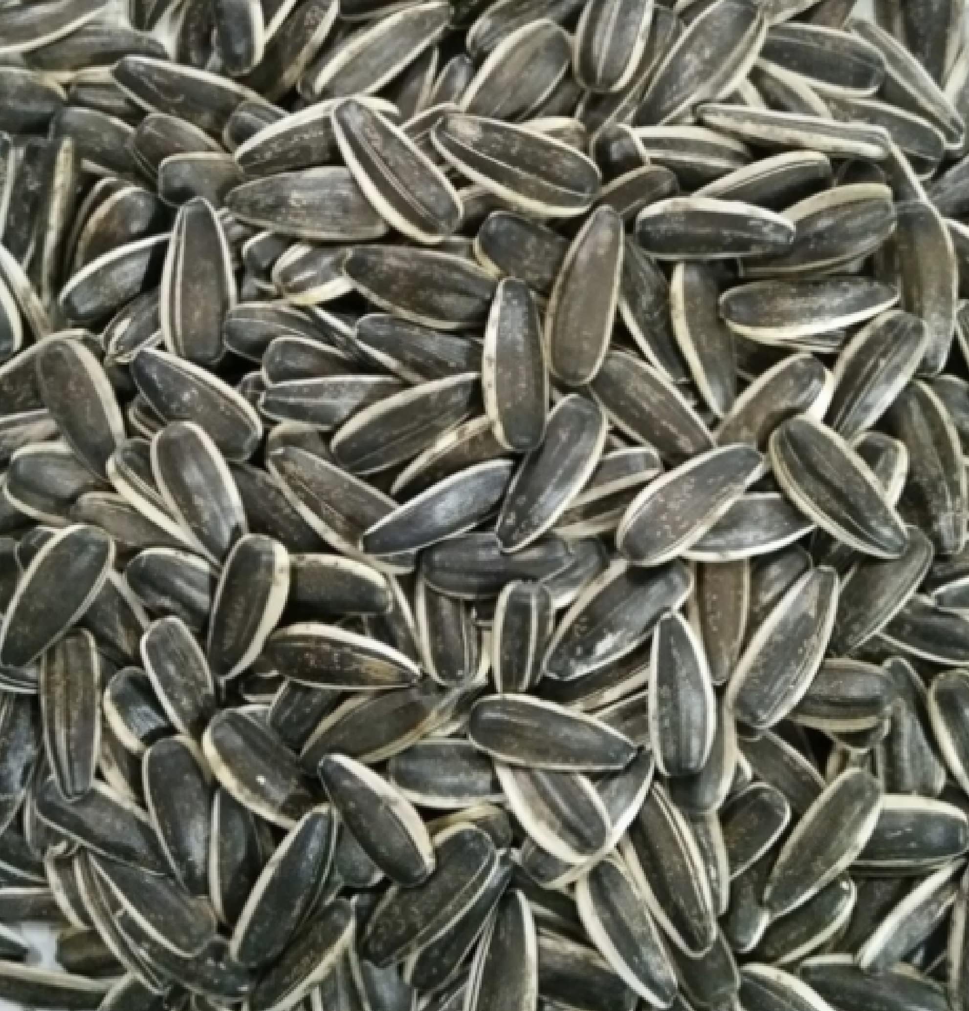 5kg Medium Sunflower Seeds Bird Parrot Food : Amazon.co.uk: Pet Supplies