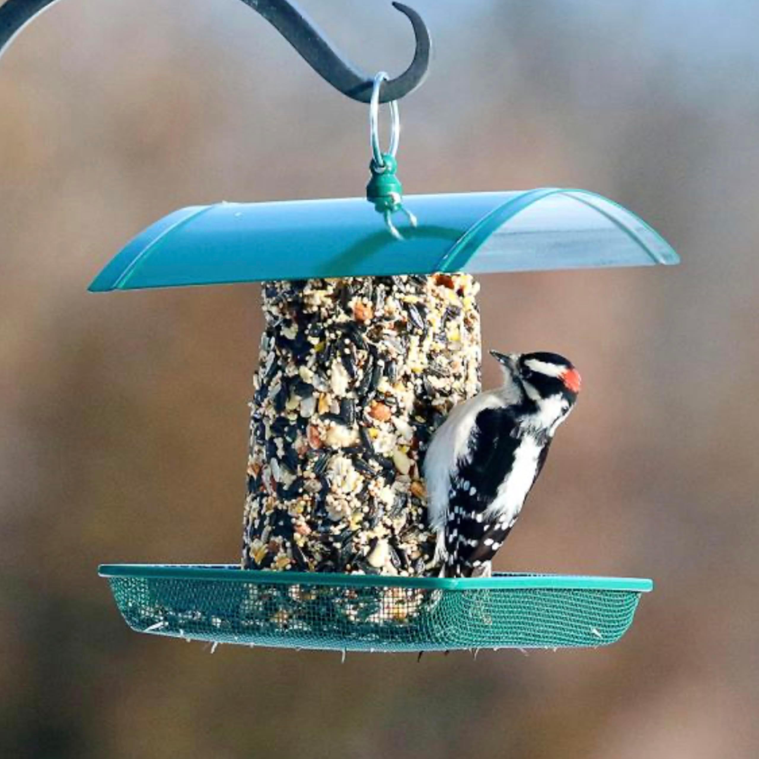 Amazon.com : Backyard Essentials Green Platform Bird Feeder, Multi ...