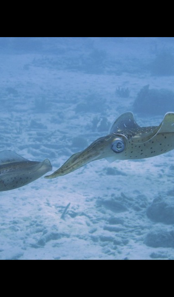 squid Wallpaper -- HD Wallpapers of squid! - App on the Amazon Appstore