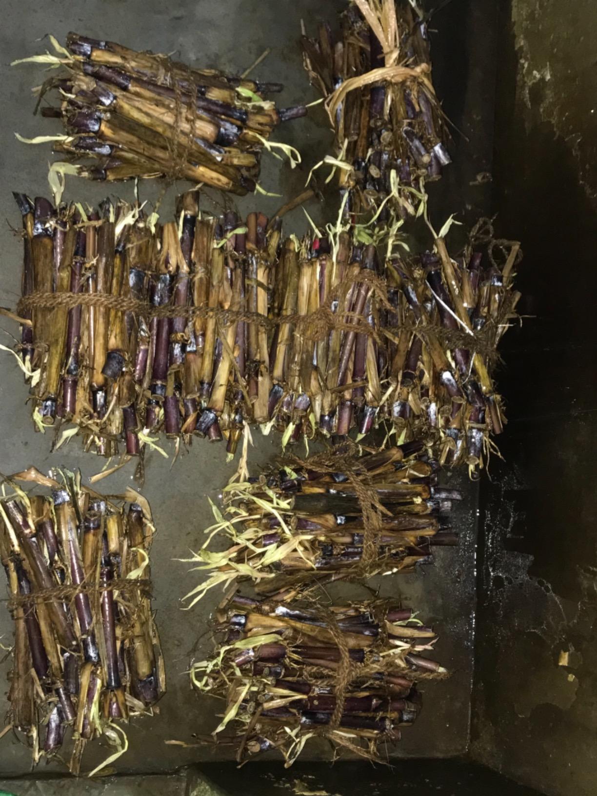 PURE AGROVET ENTERPRISES Australian Red Napier (Pennisetum purpureum ...