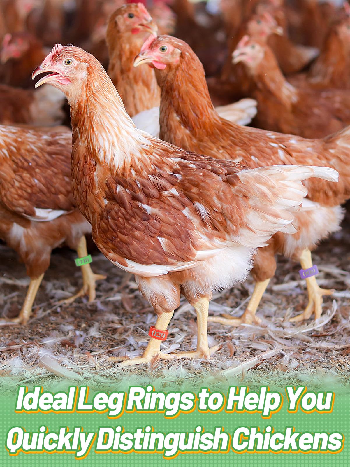 Snapklik.com : 16mm 100 Pcs Chicken Leg Rings - Colorful Readable ...