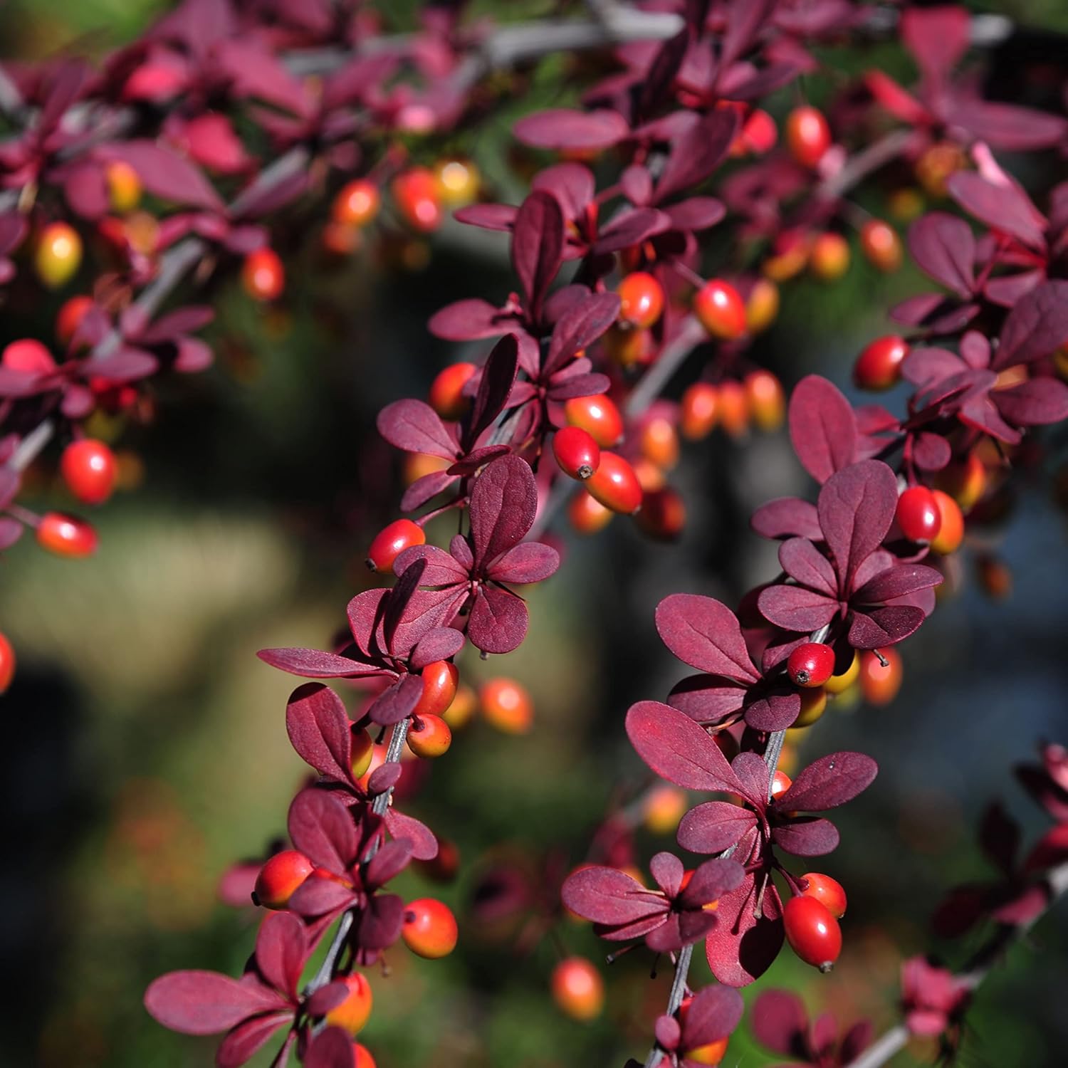 Amazon.com : 5 pack of 15 Seeds - Japanese Barberry Seeds, Thunbergii ...