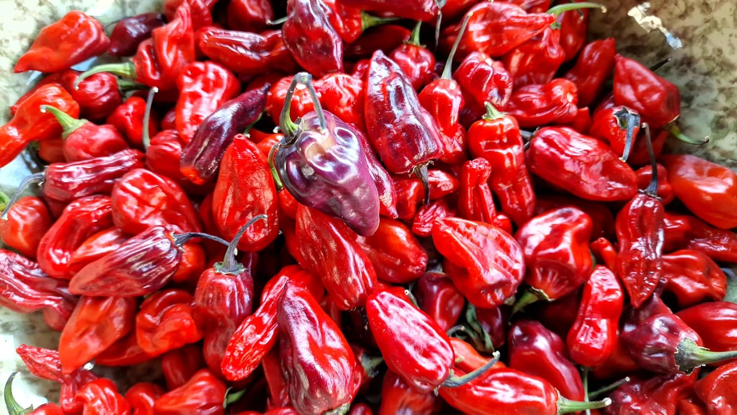 Naga Smooky Rainbow Chilli Seeds - Naga Smooky Rainbow Pepper Seeds ...