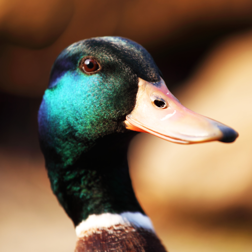 Duck Sounds - App on Amazon Appstore