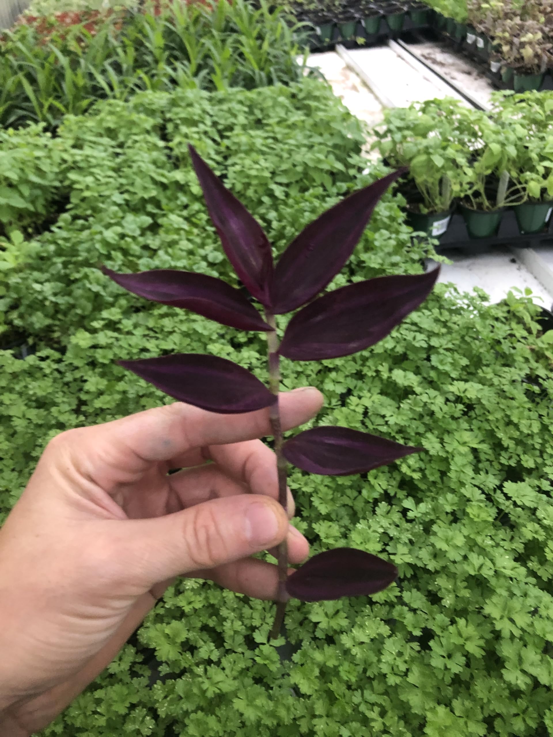 Amazon.com : 10 Tradescantia Zebrina "Burgandy" Large cuttings.. Dark ...