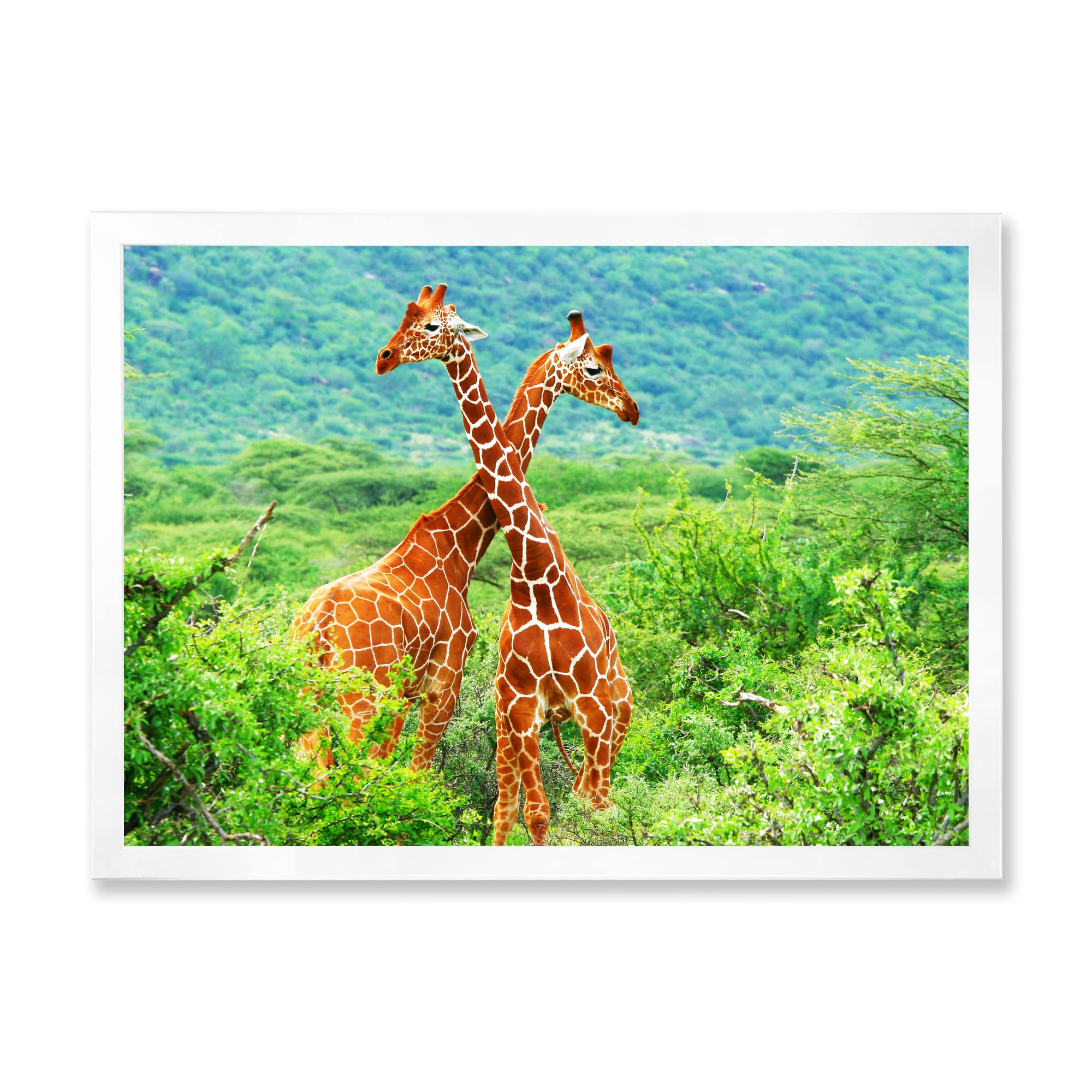 Giraffe Fight