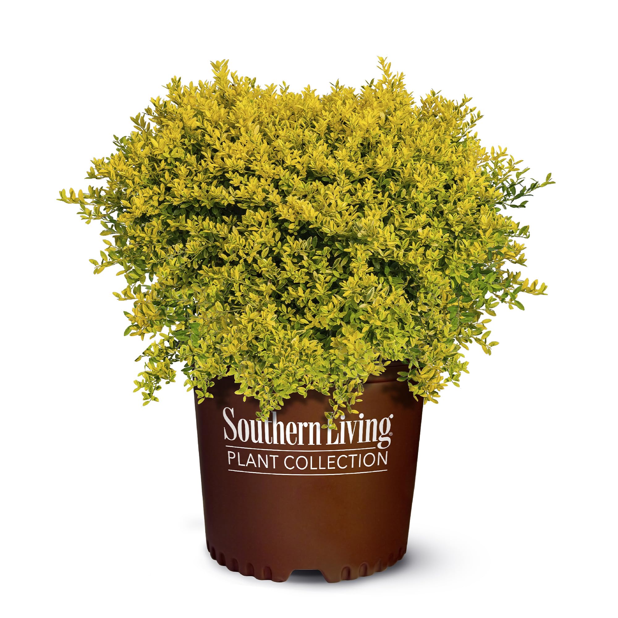 Amazon.com : 2 Gallon Southern Living Plant Collection Touch of Gold ...