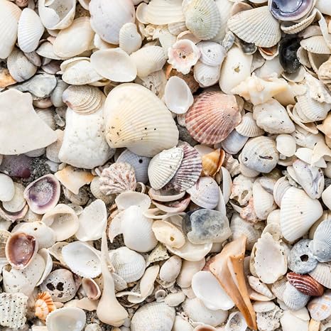 Amazon.com : GARDENWISE Natural Organic Sea Shell Mulch for Gardens and ...