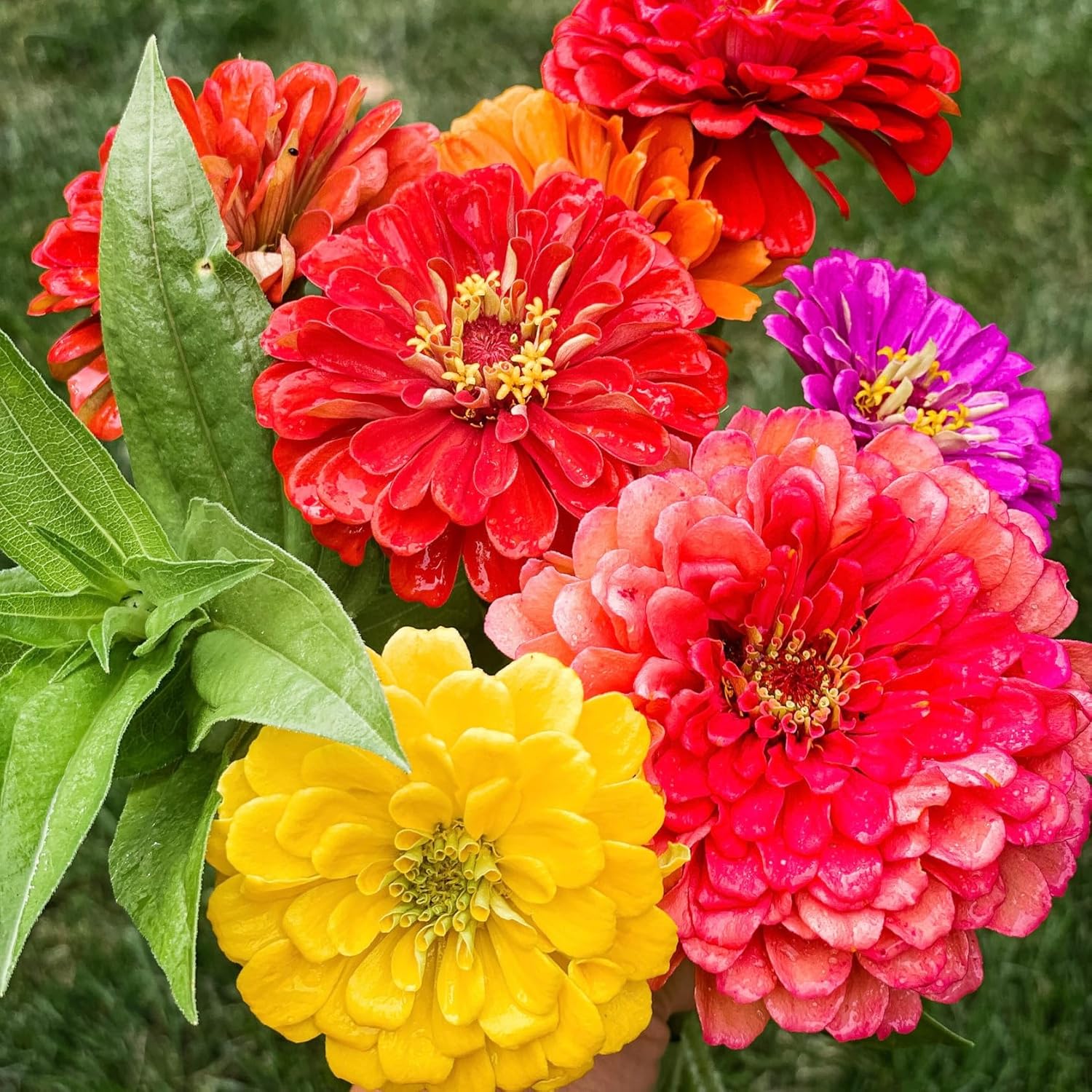 Amazon.com : 1000+Perennial Zinnia Flower Seeds for Planting Outdoor ...