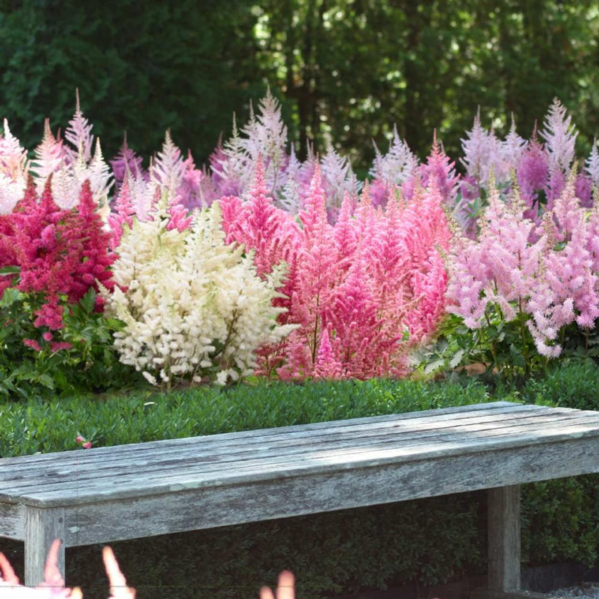 Amazon.com : CHUXAY GARDEN Mix Astilbe Flower Seed 100 Seeds Lovely ...