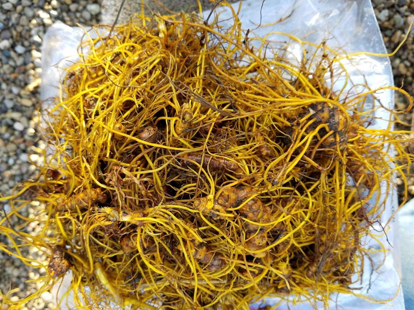 Goldenseal Root