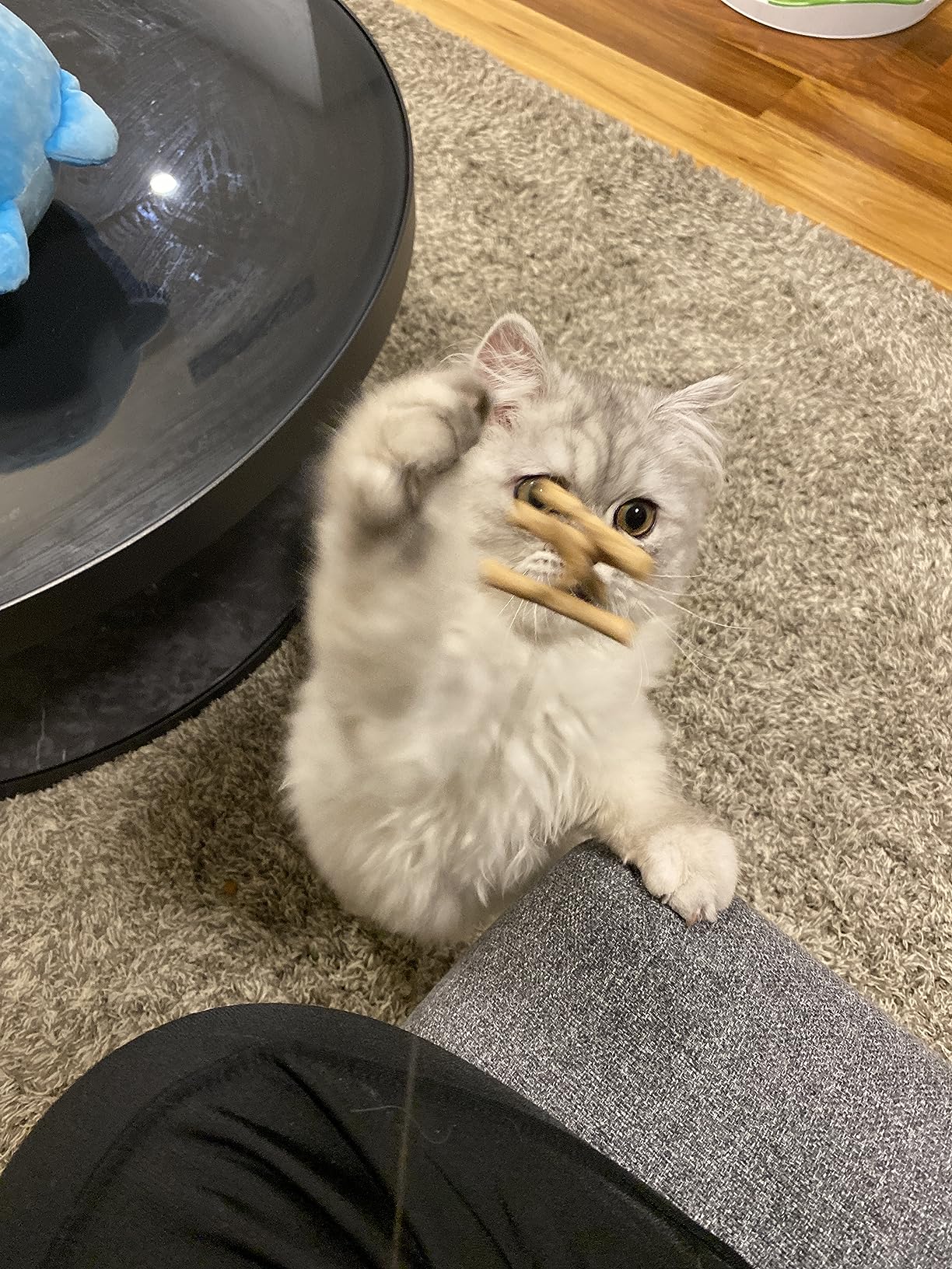 Cat Dancer Original Interactive Cat Toy : Amazon.com.au: Pet Supplies