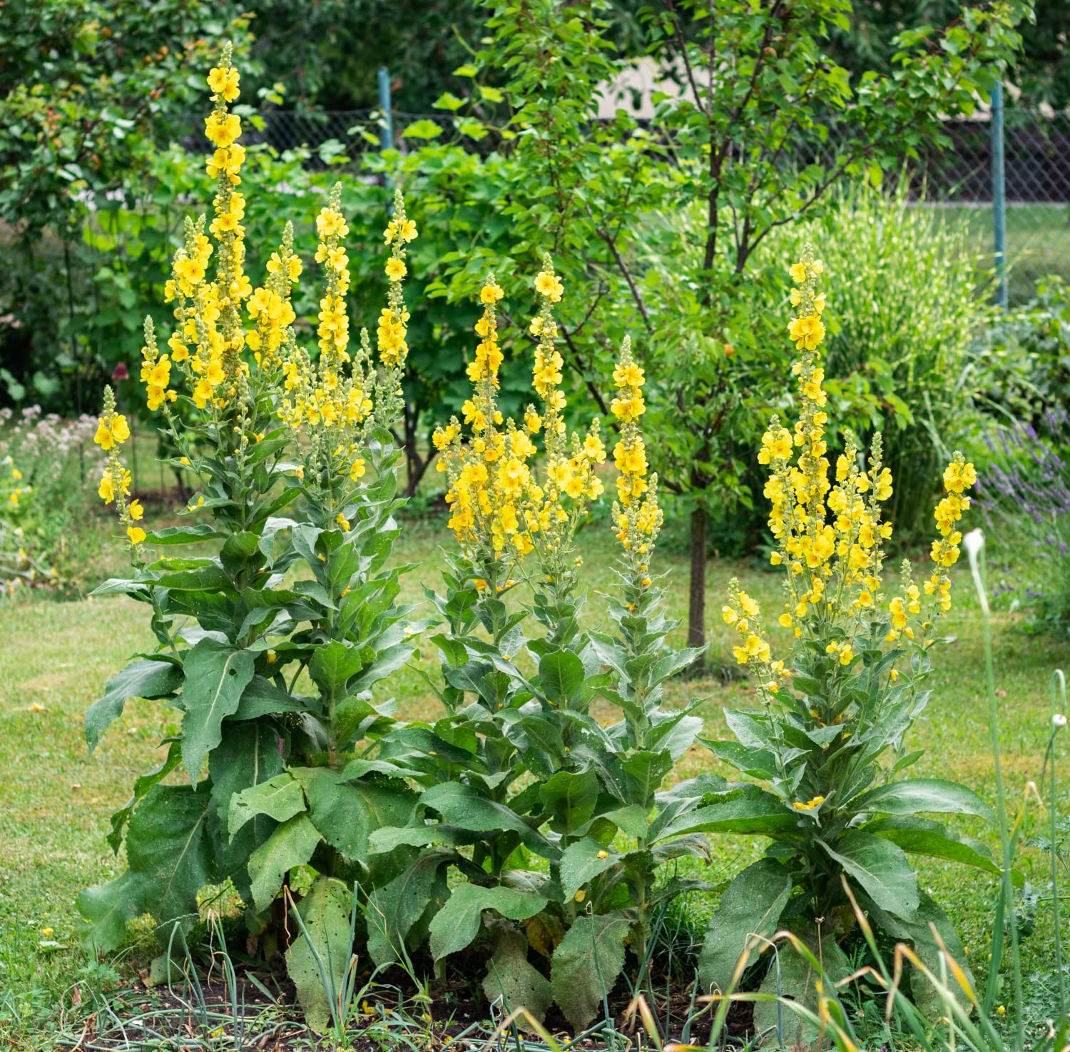 Amazon.com : Great Mullein Verbascum thapsus 1500 Seeds Heirloom - Non ...