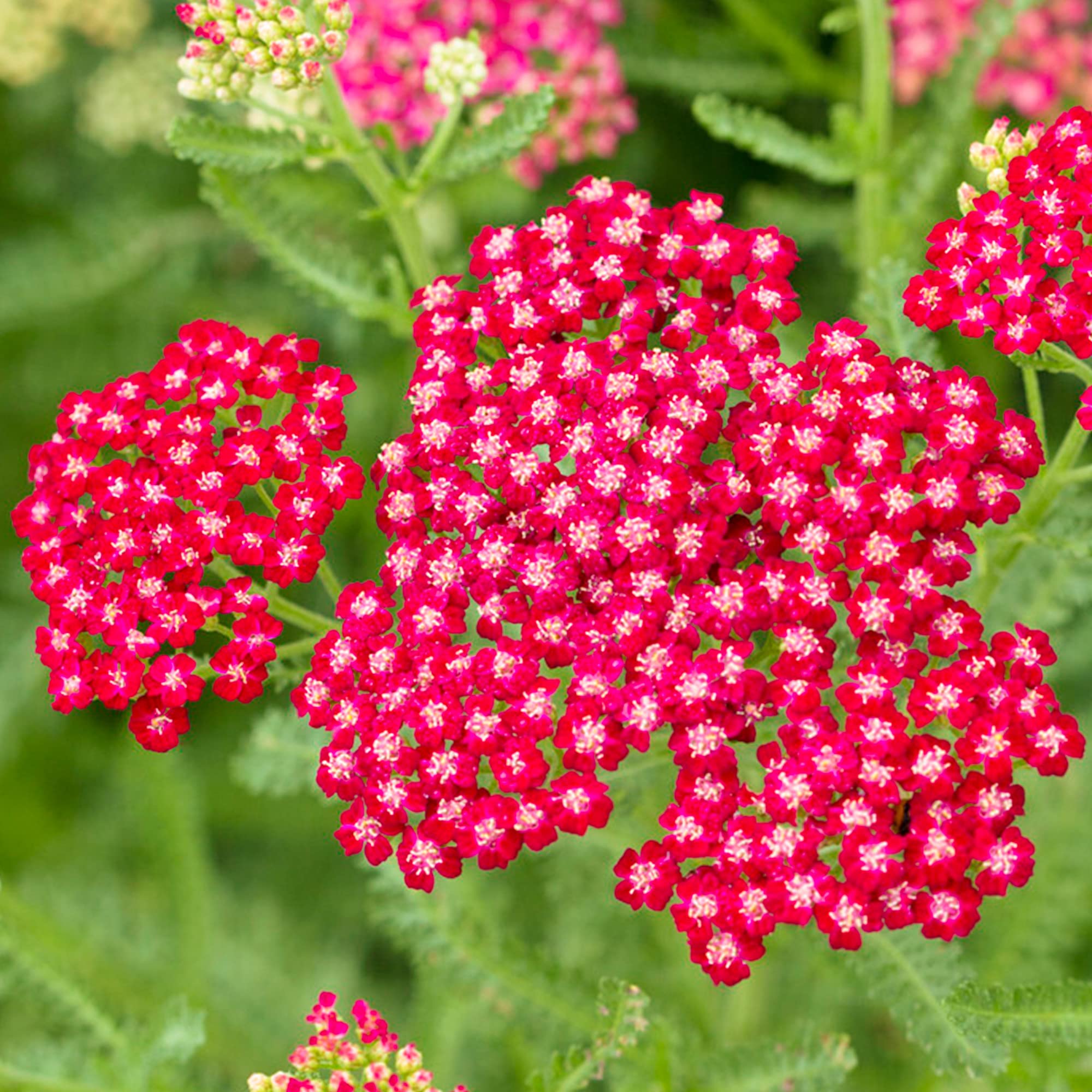 Red Yarrow Plant Organic Achillea Millefolium 'Bulldog Red' Bulldog