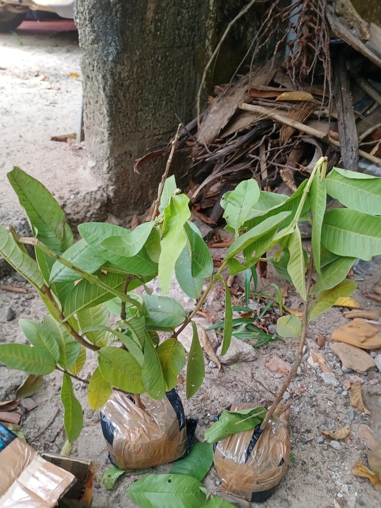 Seedless Red Guava Red Amrud Plant Apple Guava Seedless by Liveleaf ...