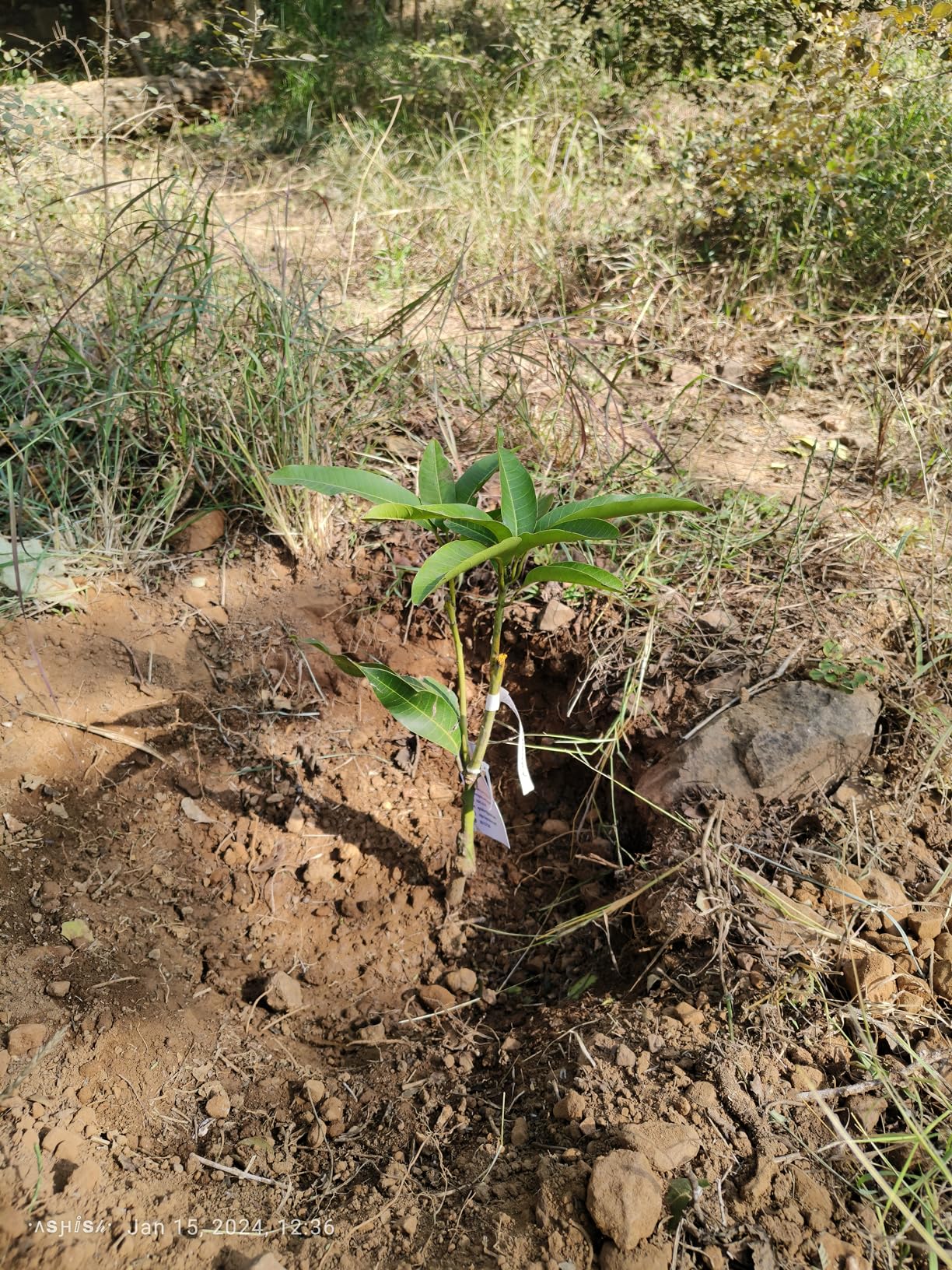 AGRO ALIVE Thai Catimon Katimon All Time Sweet Mango Grafted Fruit Live ...