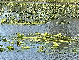 Amazon.com : Jenlis Weed Razer Pro, Lake Weed Cutter, Large Pond ...