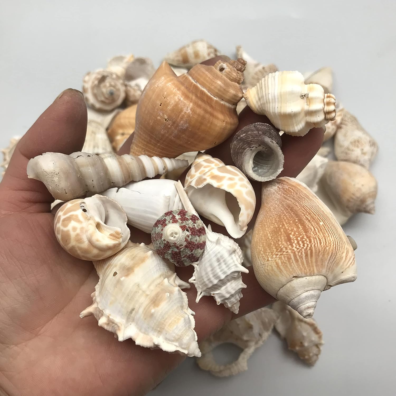 Amazon.com: PEPPERLONELY Mixed Medium Philippine Sea Shells, 16 oz ...