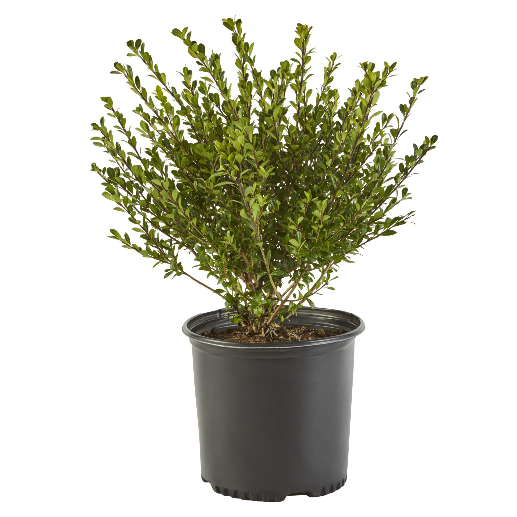 Amazon.com : Ilex Compacta Holly, 2.25 Gal : Patio, Lawn & Garden