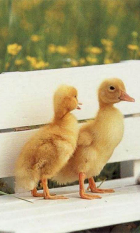 Cute Animals Live Wallpaper - App on Amazon Appstore