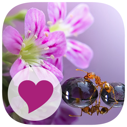 126 PWS Puzzles - App on Amazon Appstore