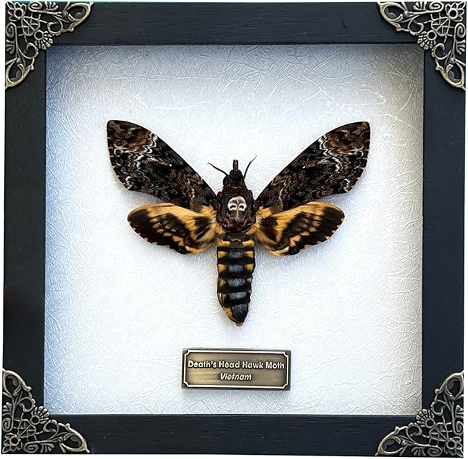 Amazon.com - Real Death Head Moth Acherontia White Frame Skull ...