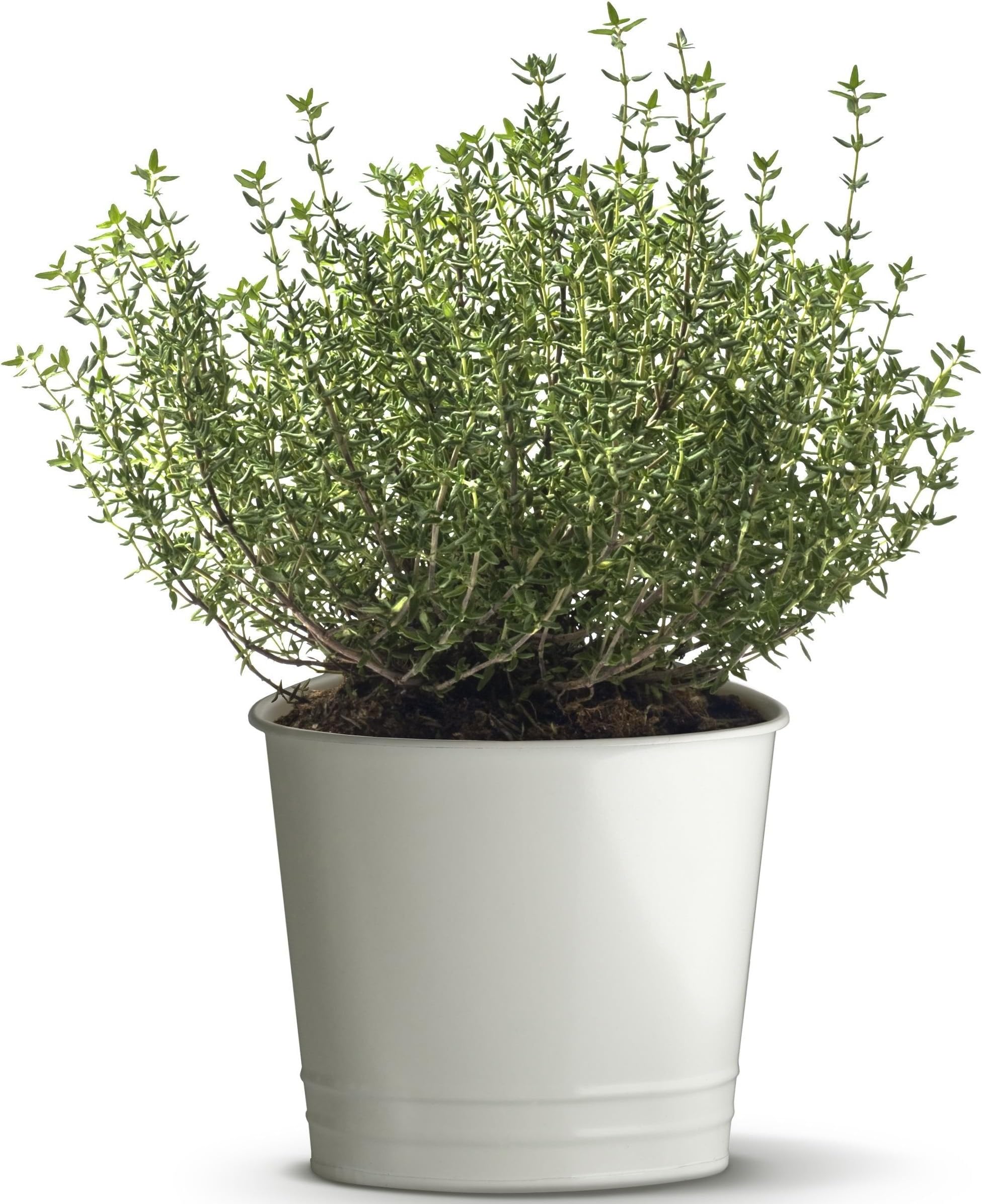 Amazon.com : Wooly Thyme Live Herb Plant (Thymus pseudolanguinosus ...